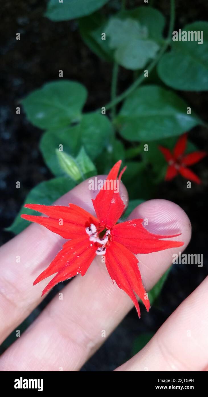 Round-leaf Catchfly (Silene rotundifolia) Plantae Stock Photo - Alamy
