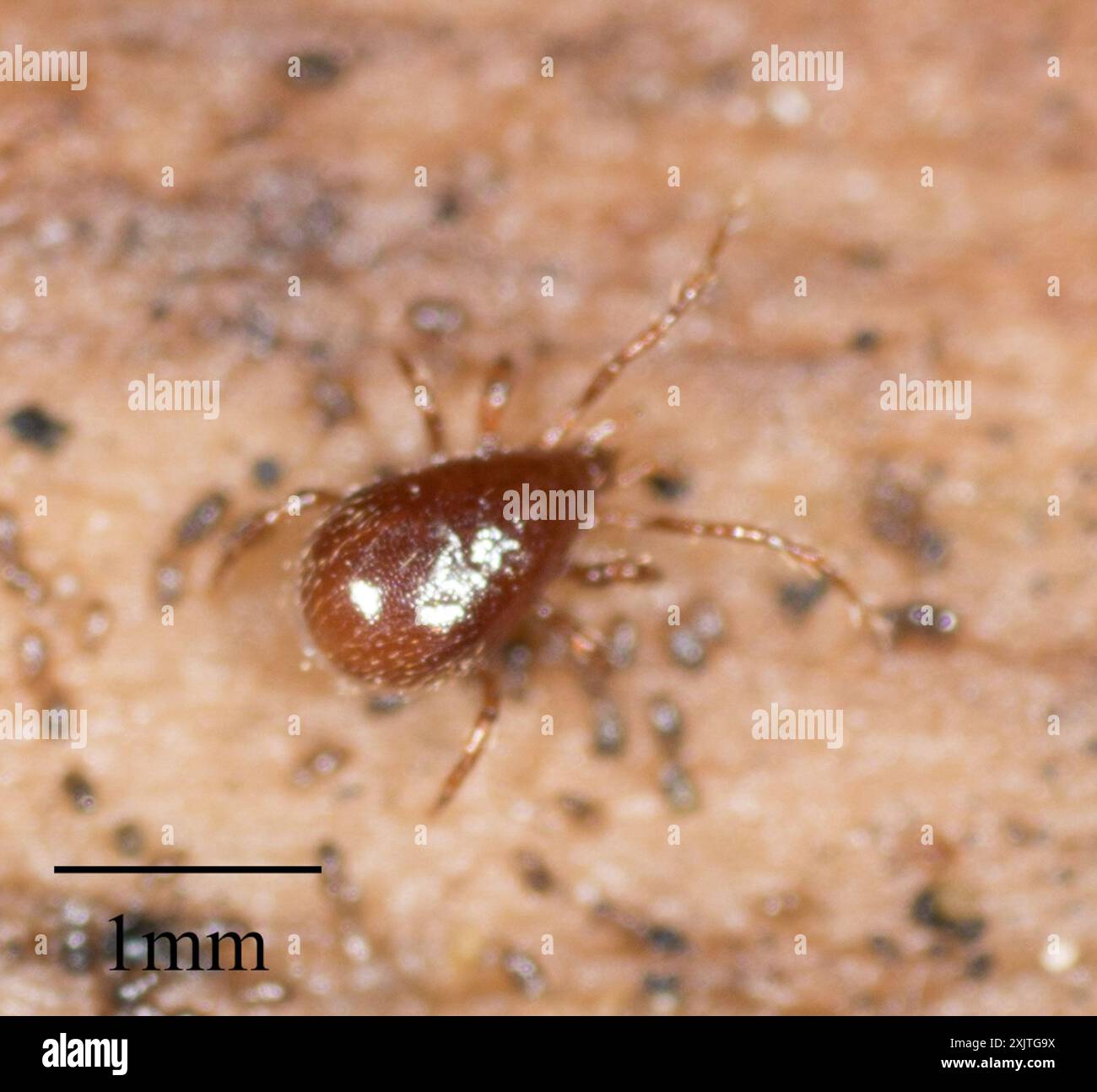 Mesostigs (Mesostigmata) Arachnida Stock Photo - Alamy