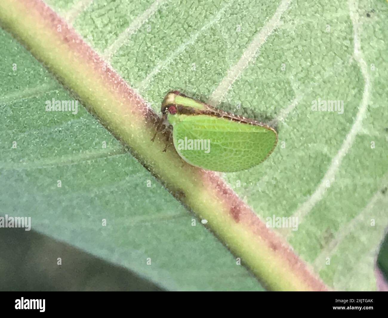 Two striped planthopper hi-res stock photography and images - Alamy