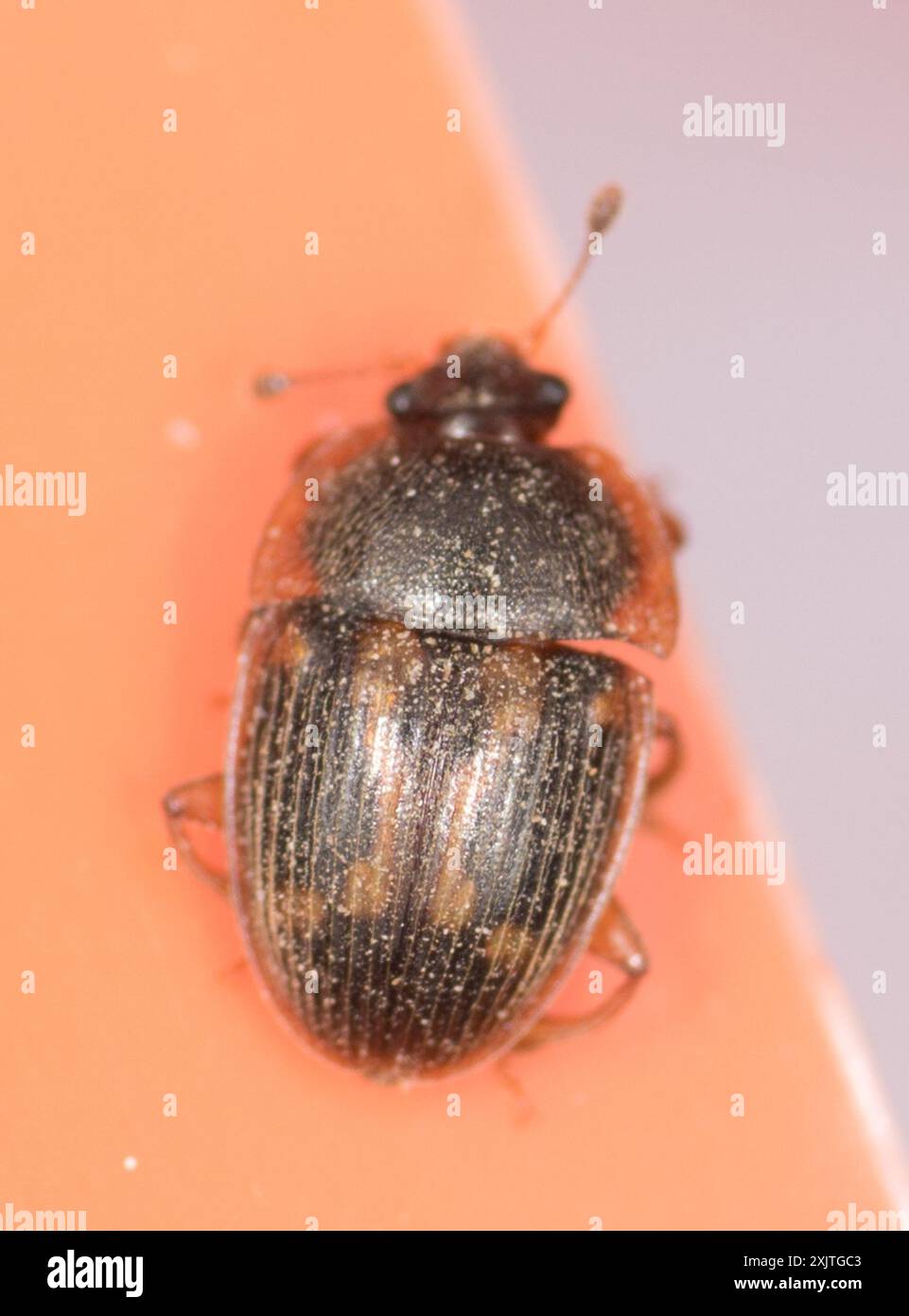 Strawberry Sap Beetle (Stelidota geminata) Insecta Stock Photo - Alamy