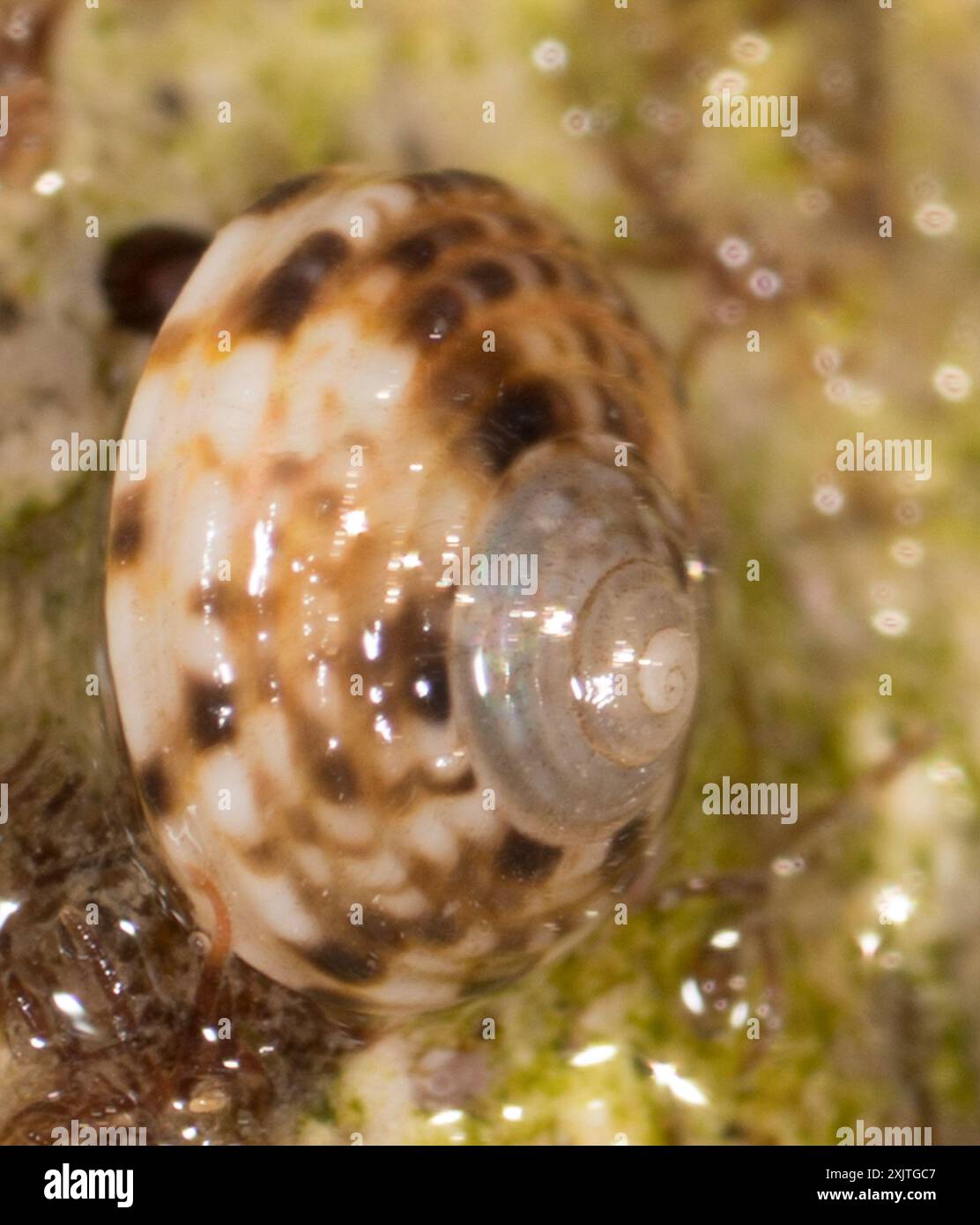 Gastropods (Gastropoda) Mollusca Stock Photo - Alamy