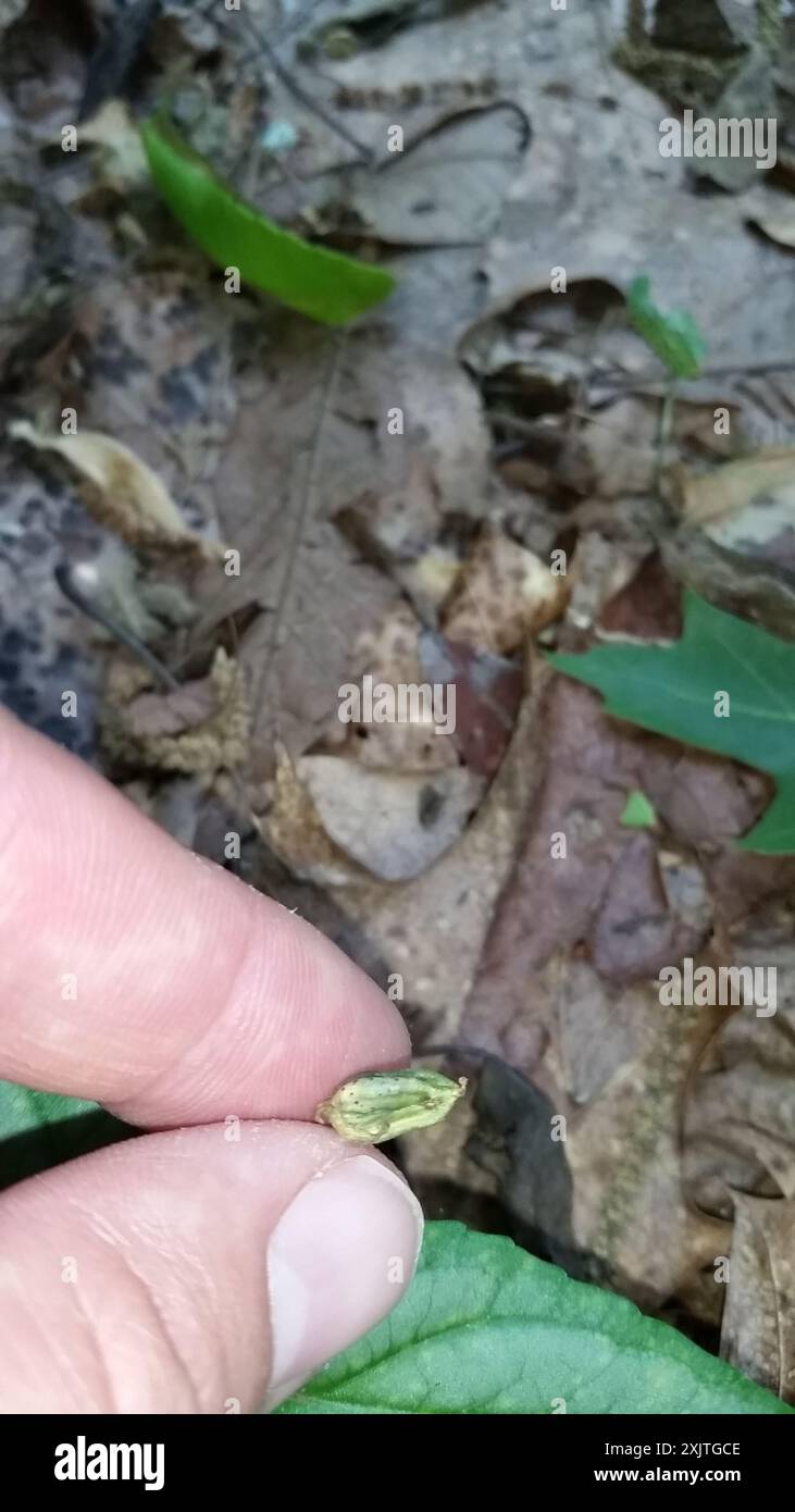 Halberd-leaved violet (Viola hastata) Plantae Stock Photo - Alamy