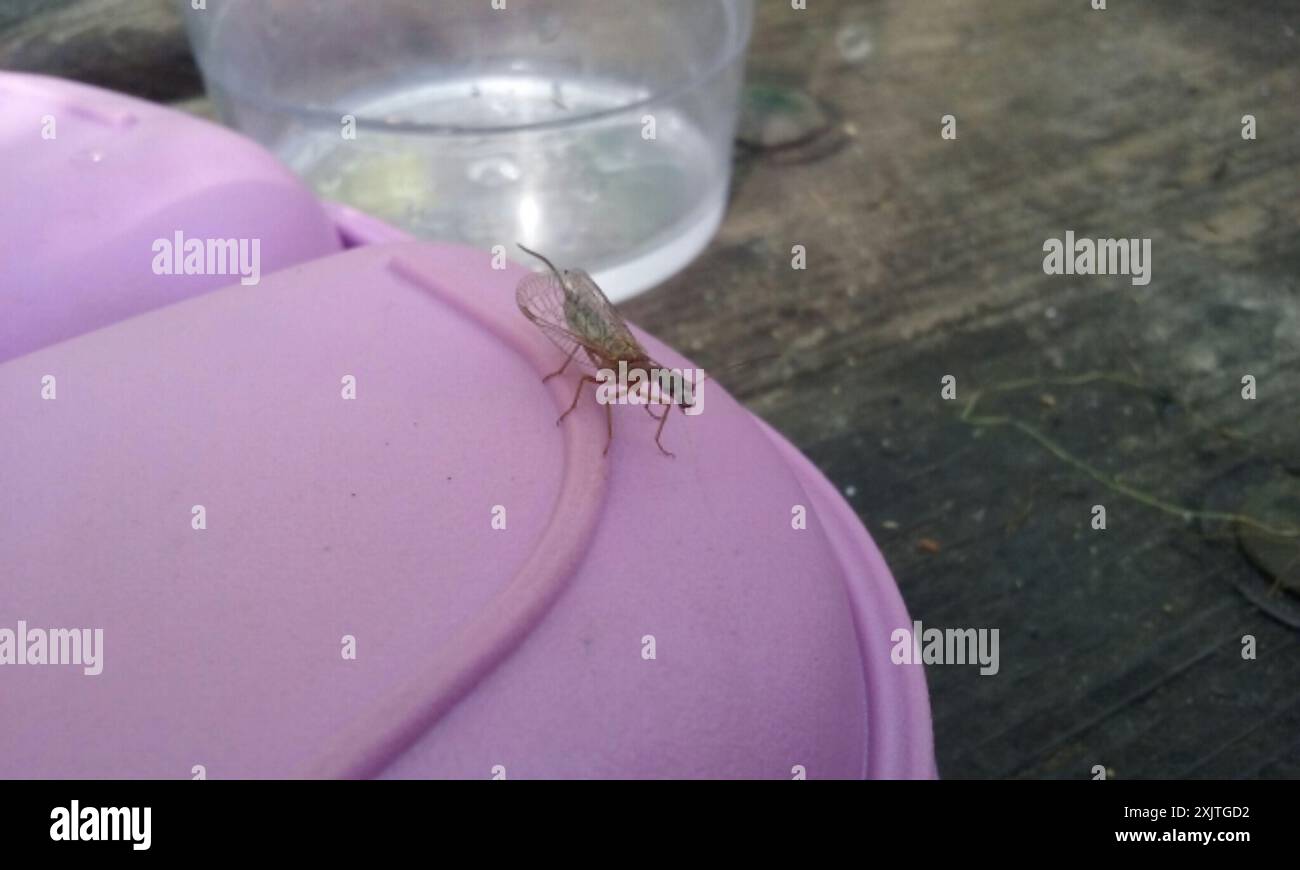 Common Snakeflies (Agulla) Insecta Stock Photo - Alamy