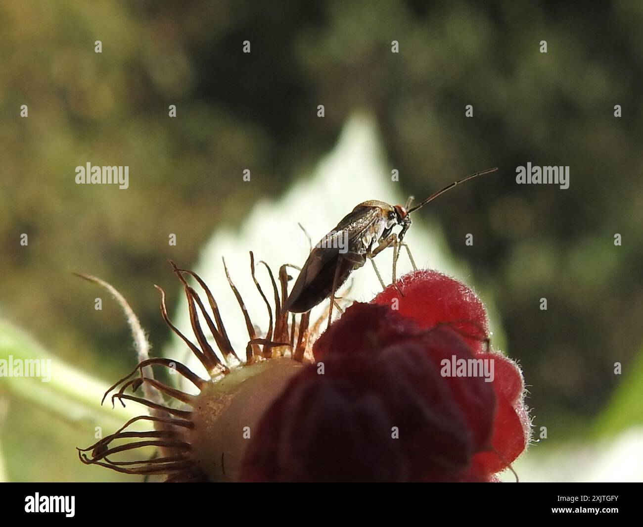 European Tarnished Plant Bug (Lygus rugulipennis) Insecta Stock Photo ...
