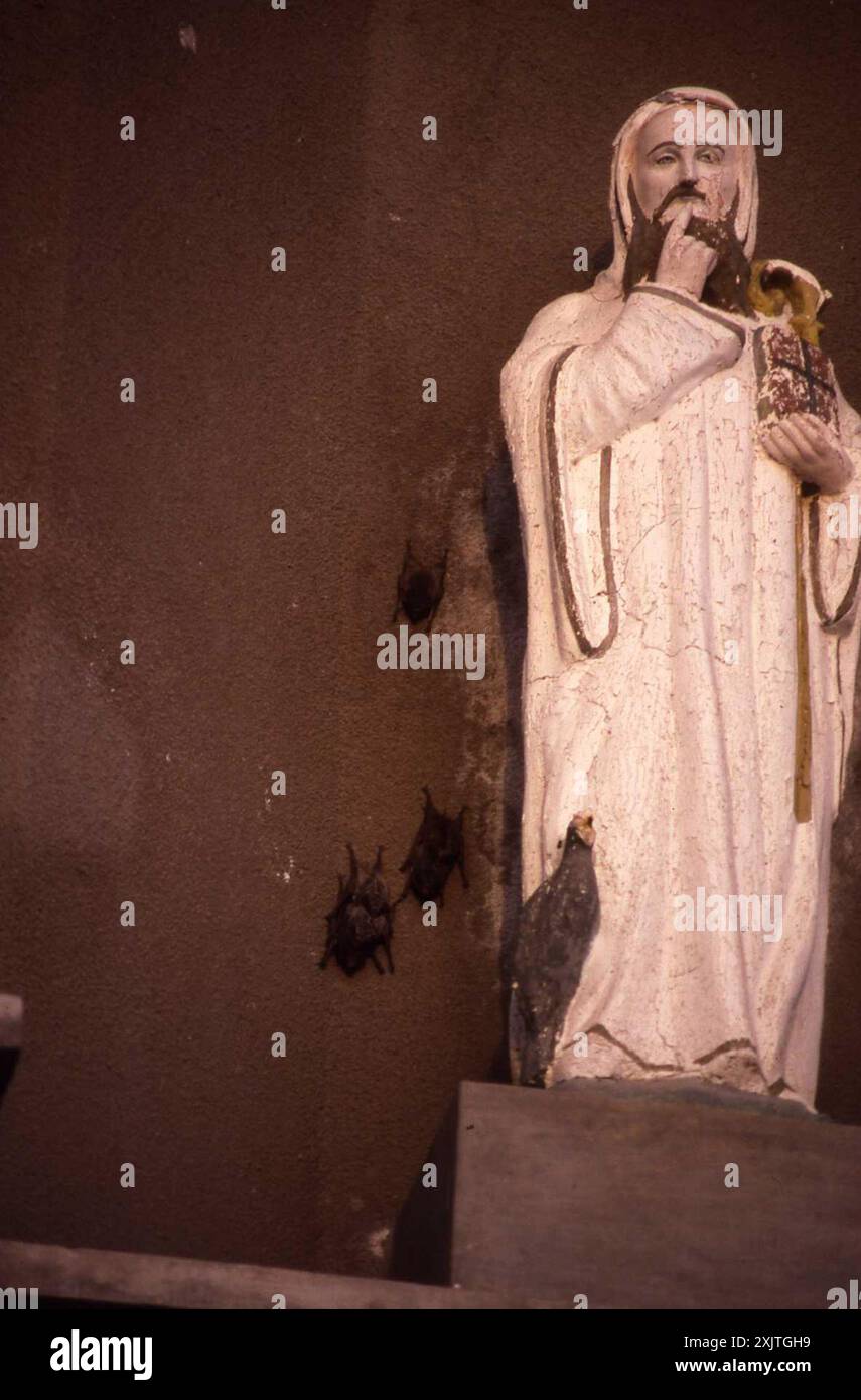 Mauritian Tomb Bat (Taphozous mauritianus) Mammalia Stock Photo - Alamy