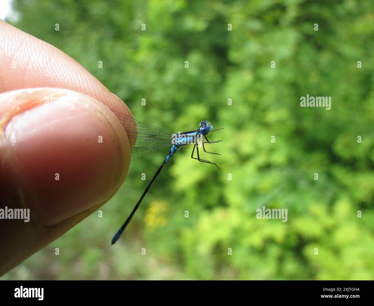 Azure Bluet (Enallagma aspersum) Insecta Stock Photo - Alamy