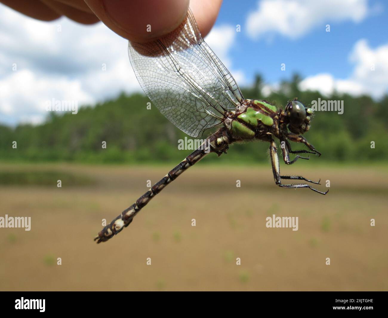 Boreal Snaketail (Ophiogomphus colubrinus) Insecta Stock Photo - Alamy