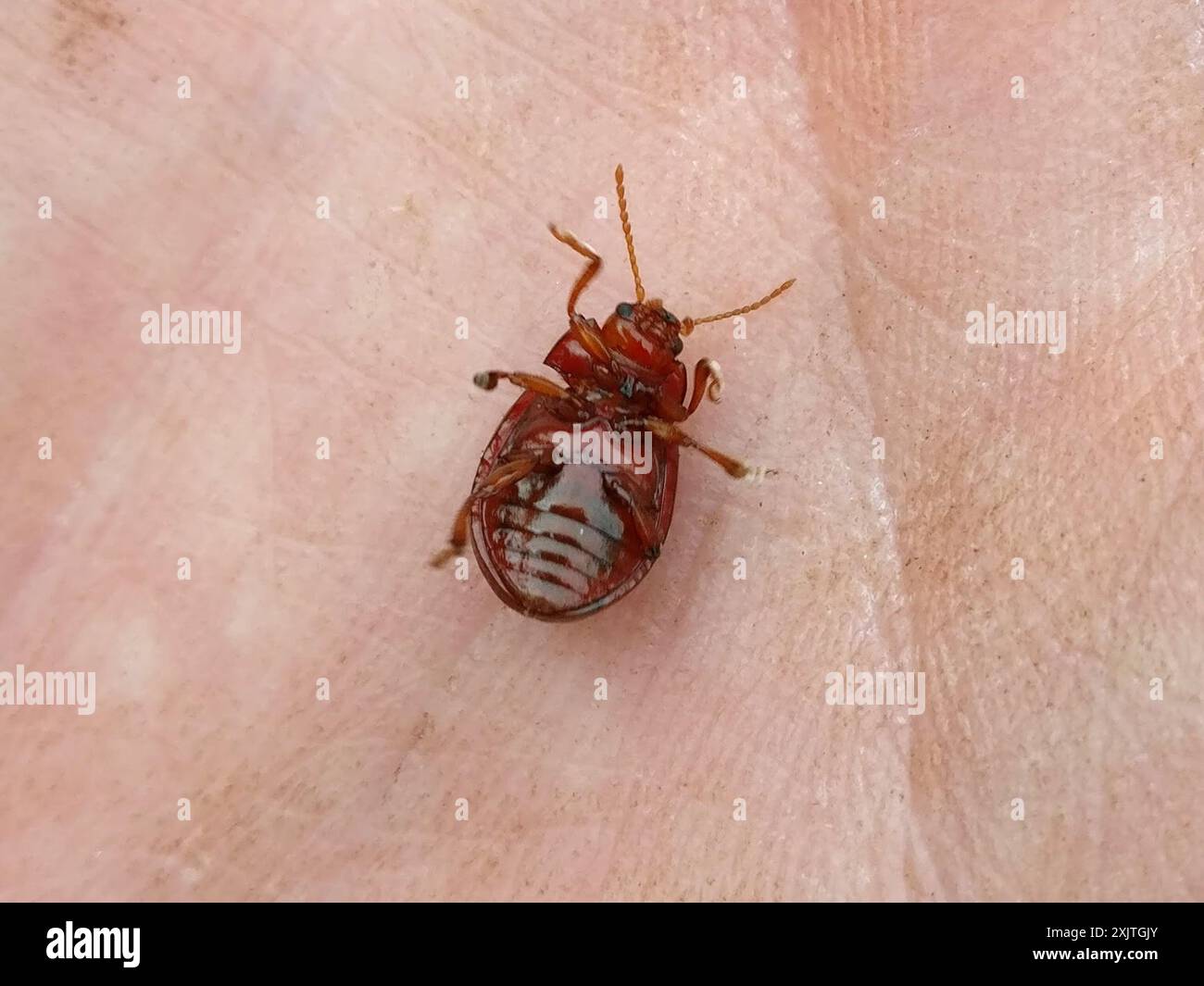 brown leaf beetle (Chrysolina staphylaea) Insecta Stock Photo - Alamy