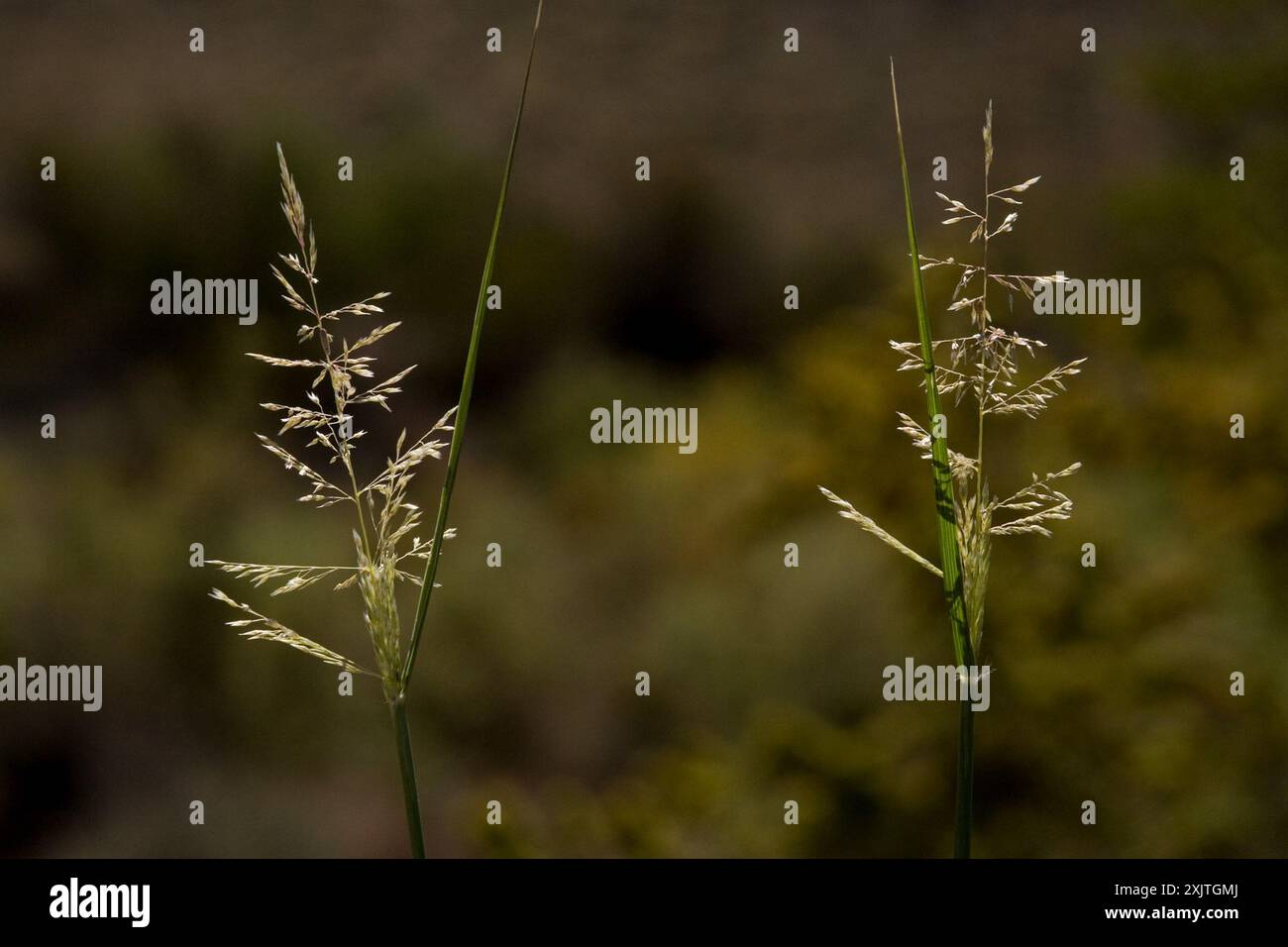 mesa dropseed (Sporobolus flexuosus) Plantae Stock Photo - Alamy