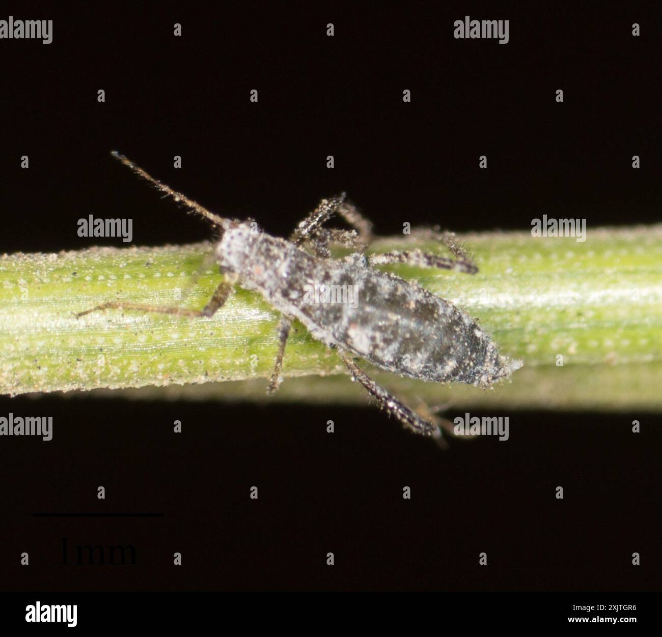Pine Needle Aphids (Eulachnus) Insecta Stock Photo - Alamy