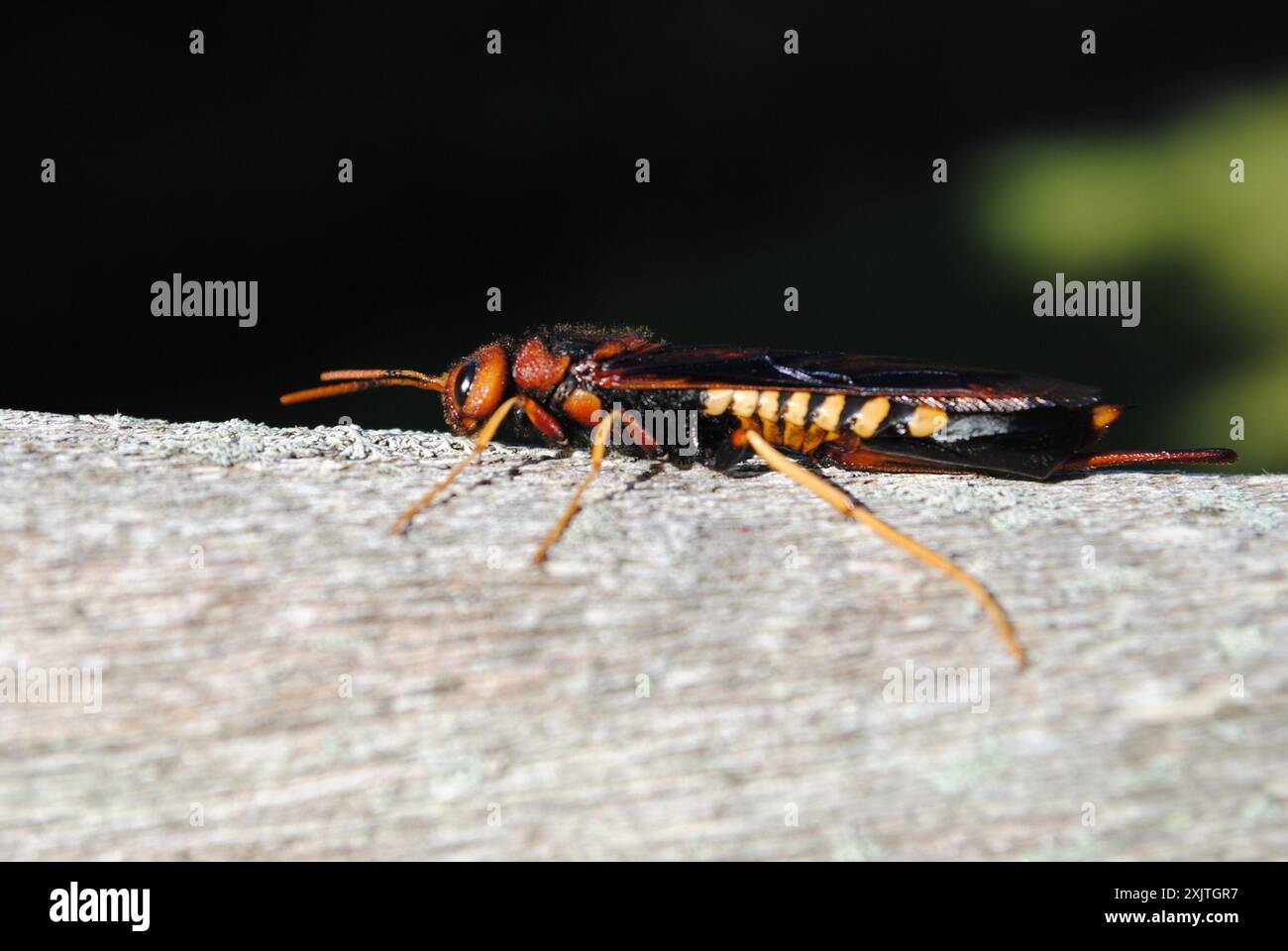 Pigeon Horntail (Tremex columba) Insecta Stock Photo - Alamy