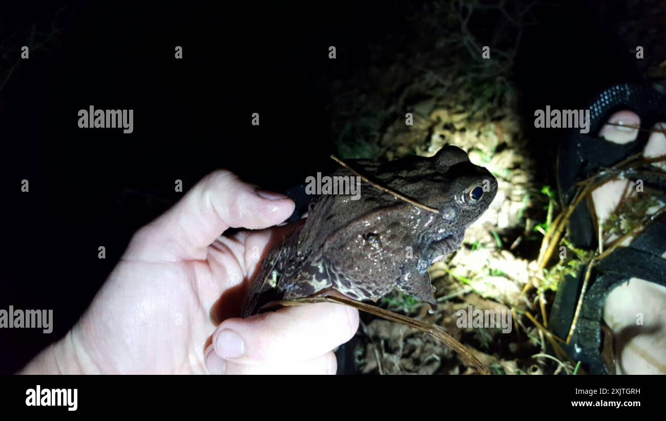 Crawfish Frog (Lithobates areolatus) Amphibia Stock Photo - Alamy