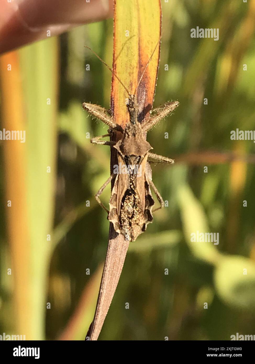 Spined Assassin Bug (Sinea diadema) Insecta Stock Photo - Alamy
