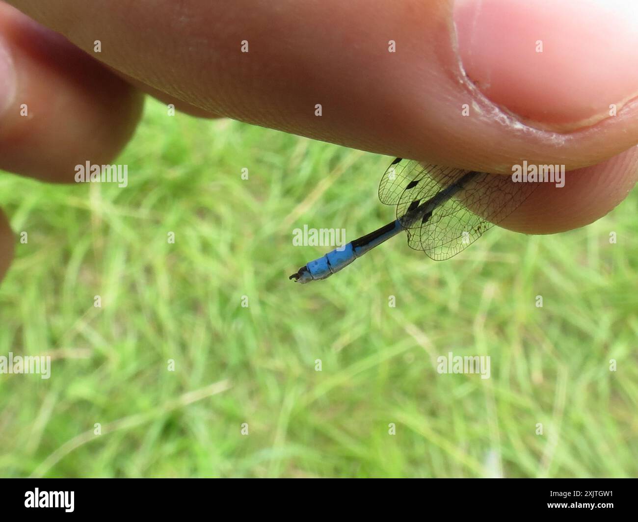 River Bluet (Enallagma anna) Insecta Stock Photo - Alamy