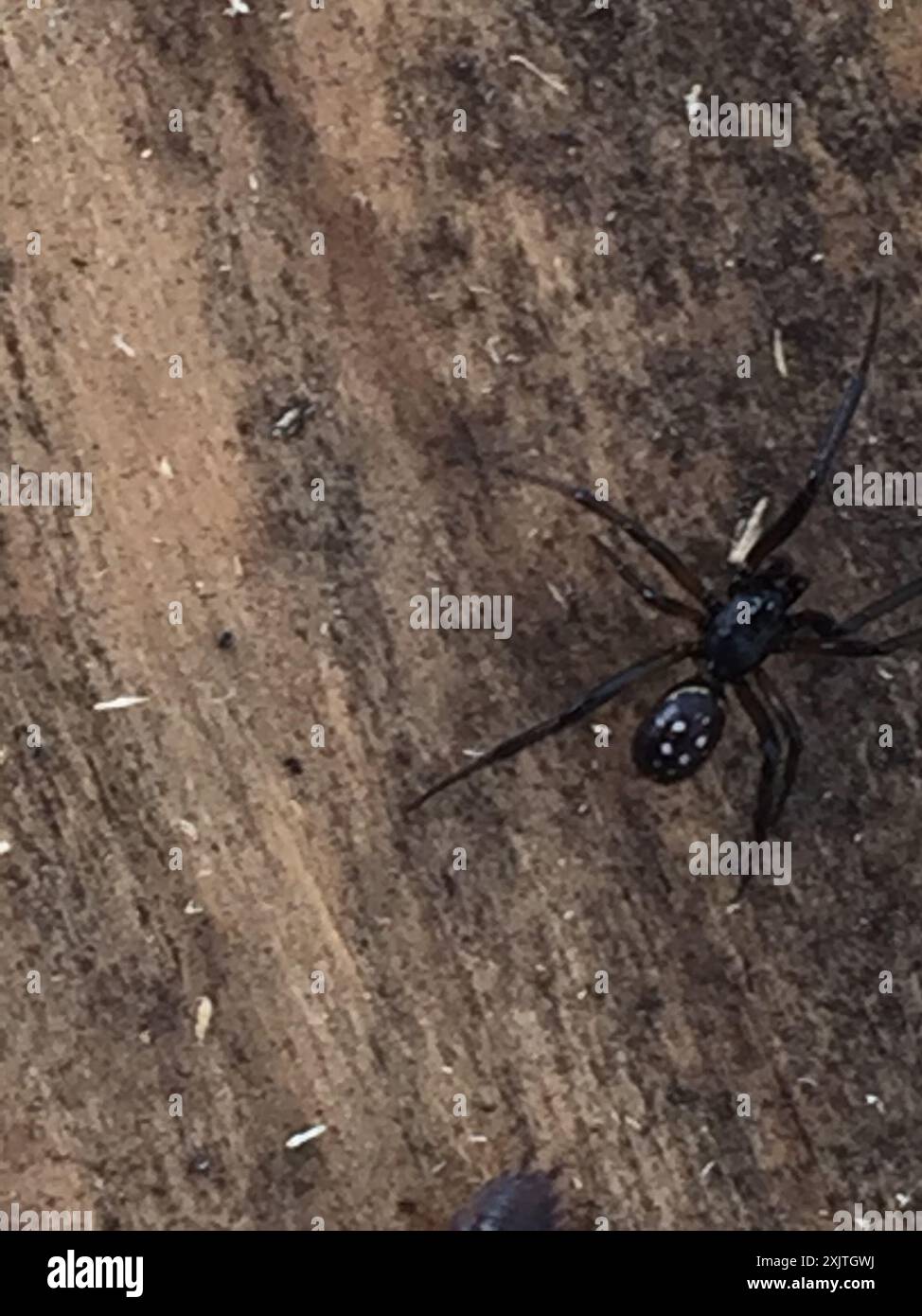 Black Cobweb Spider (Steatoda capensis) Arachnida Stock Photo - Alamy