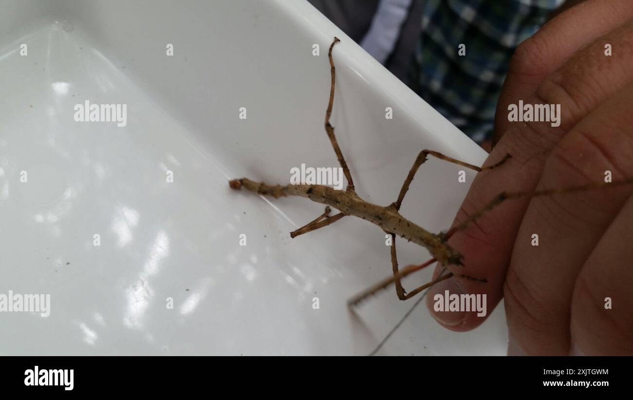 Prickly Stick Insect (Acanthoxyla prasina) Insecta Stock Photo - Alamy