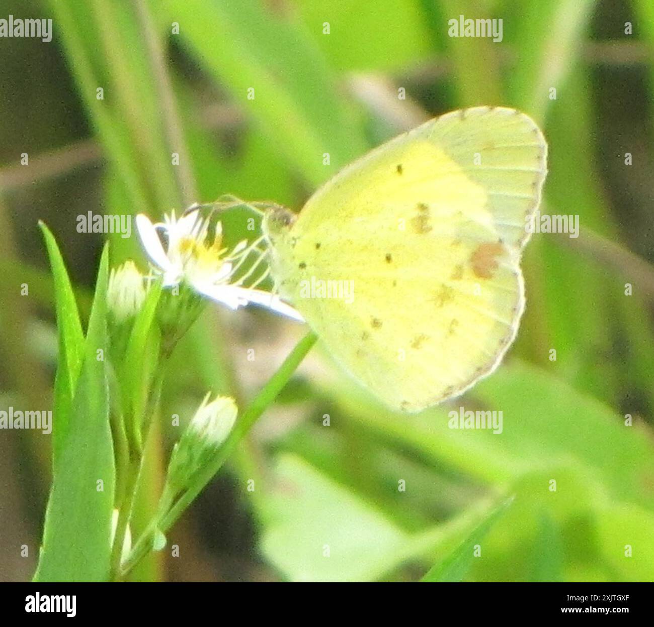Little Yellow (Pyrisitia lisa) Insecta Stock Photo - Alamy