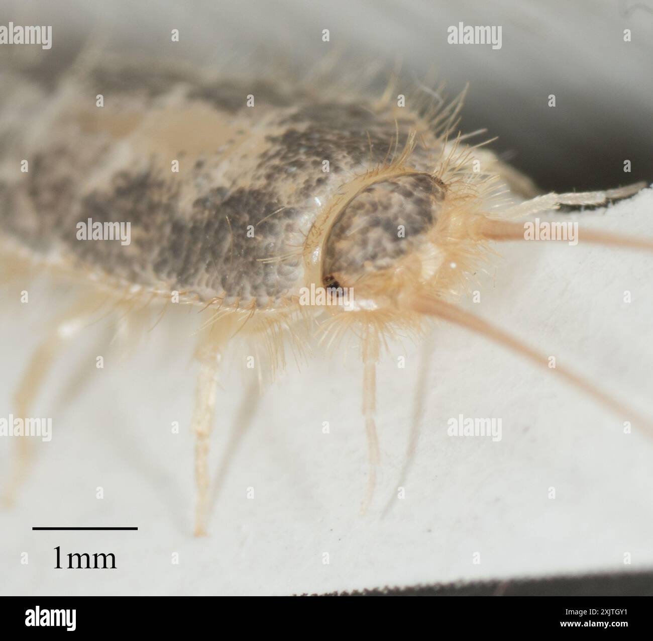 Typical Silverfishes (Lepismatidae) Insecta Stock Photo - Alamy