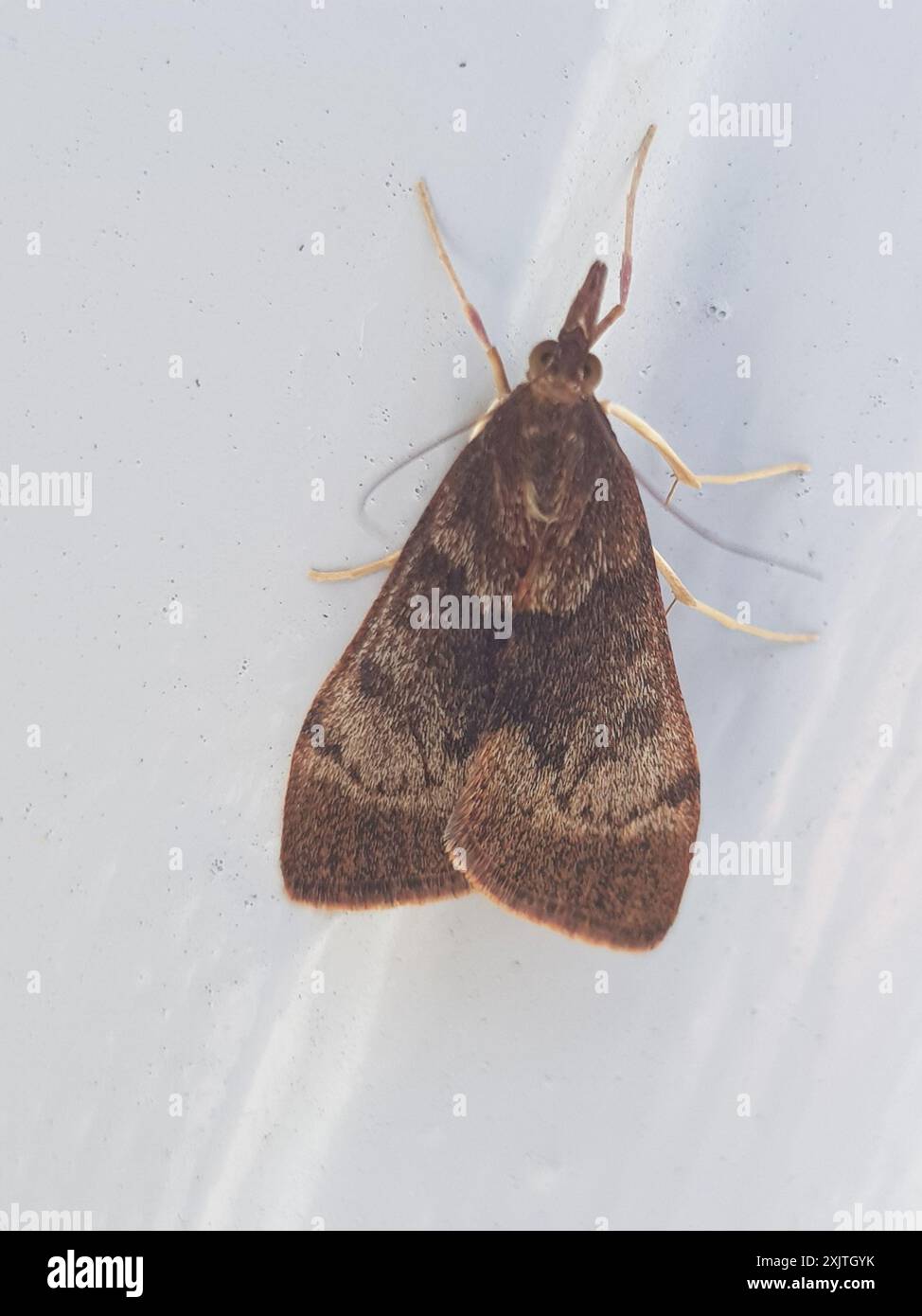 Kowhai moth (Uresiphita maorialis) Insecta Stock Photo - Alamy