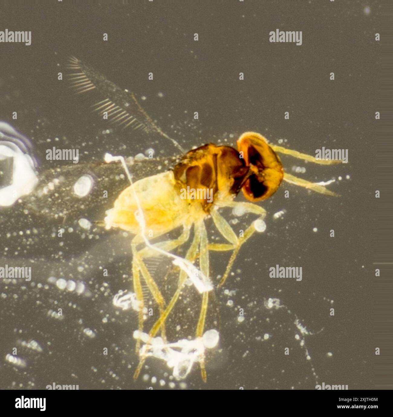 Encarsia hi-res stock photography and images - Alamy