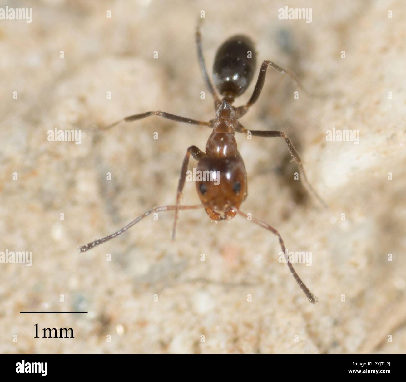 Pyramid Ants (Dorymyrmex) Insecta Stock Photo - Alamy