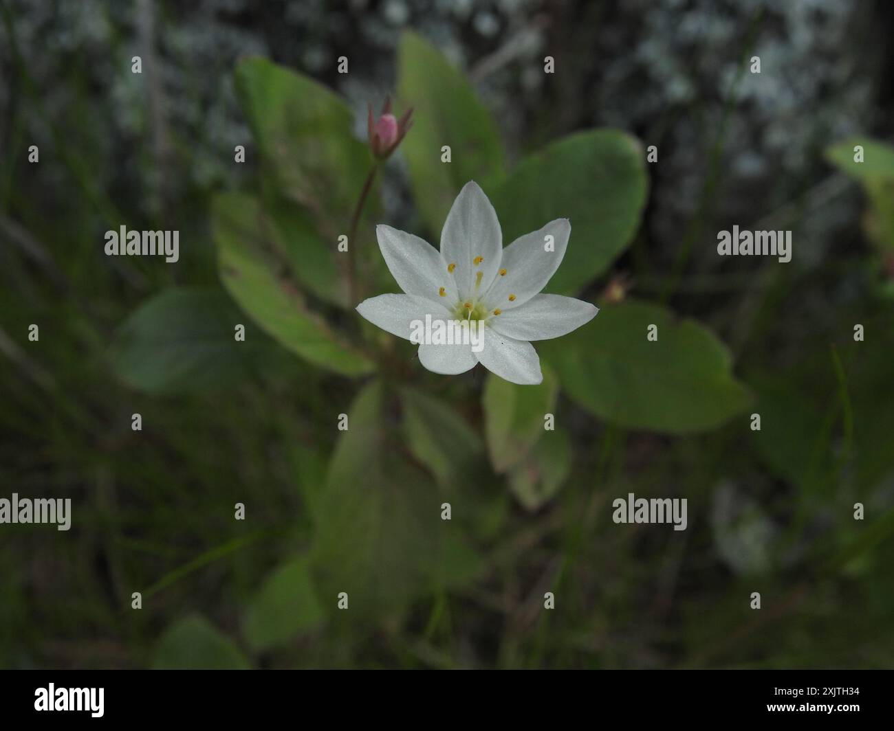 Arctic Starflower (Lysimachia europaea) Plantae Stock Photo - Alamy