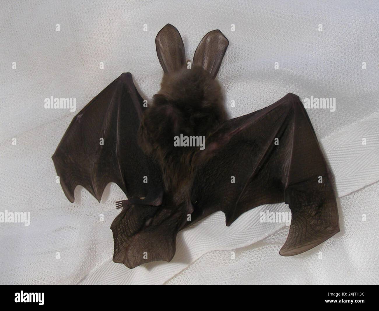 Egyptian slit faced bat hi-res stock photography and images - Alamy