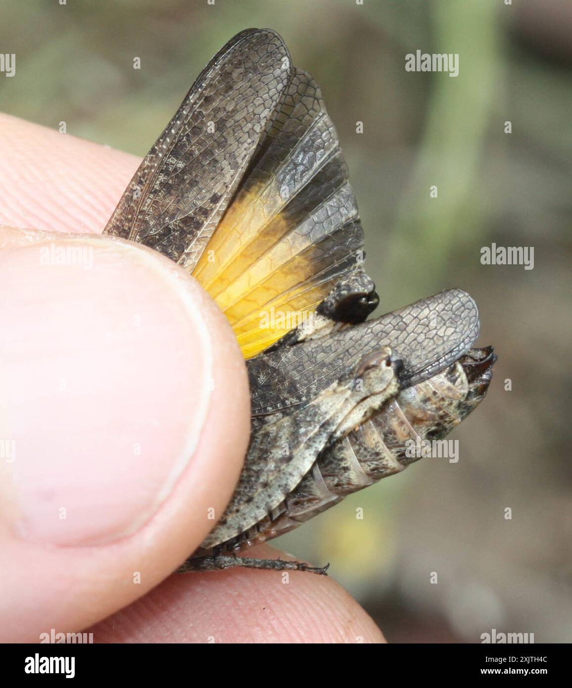 California Sulphur-winged Grasshopper (Arphia behrensi) Insecta Stock ...