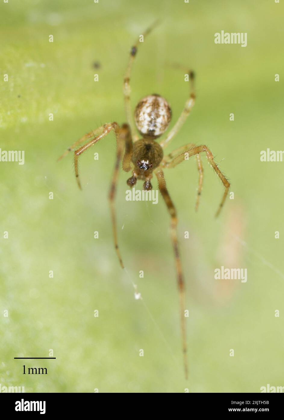 Comb-footed Spiders (Theridiidae) Arachnida Stock Photo - Alamy