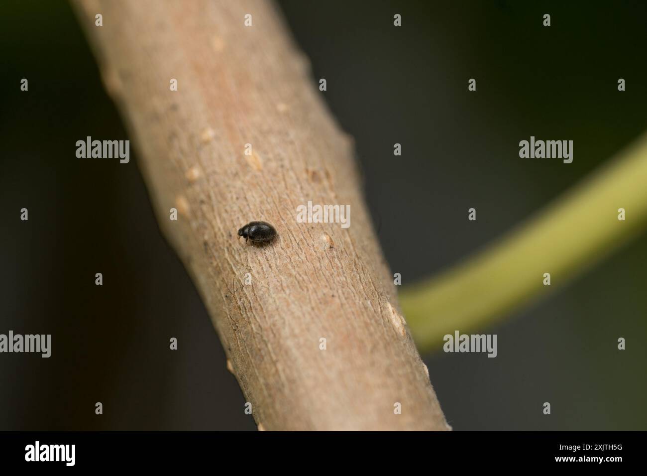 Spider Mite Destroyer (Stethorus punctum) Insecta Stock Photo - Alamy