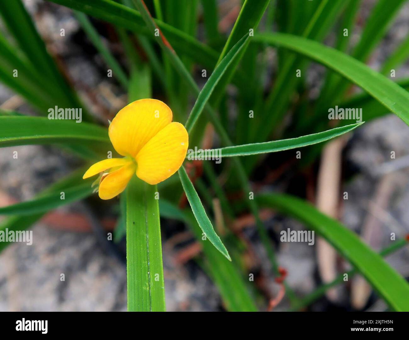 Rarum hi-res stock photography and images - Alamy