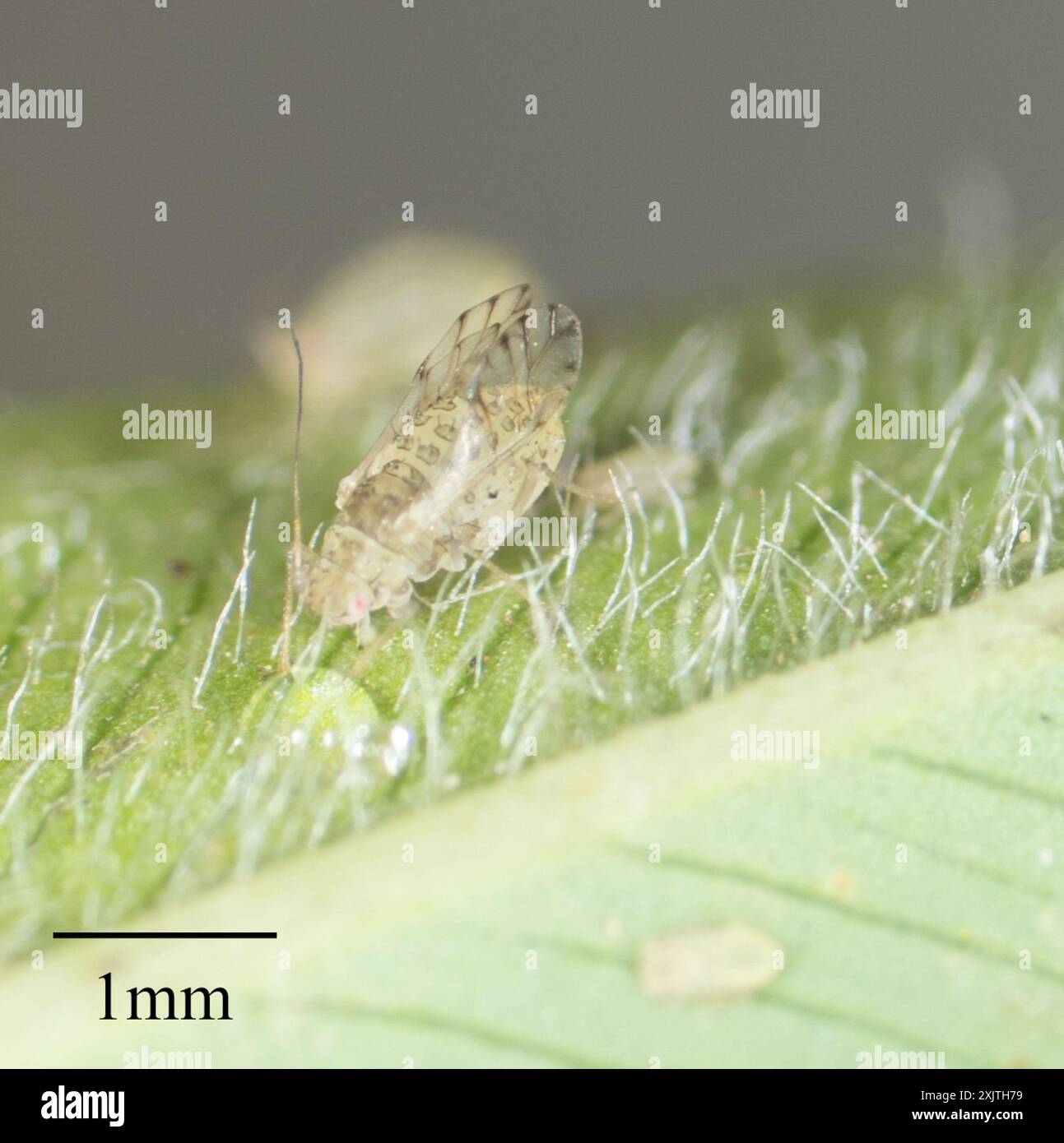 Spotted Alfalfa Aphid (Therioaphis trifolii) Insecta Stock Photo - Alamy