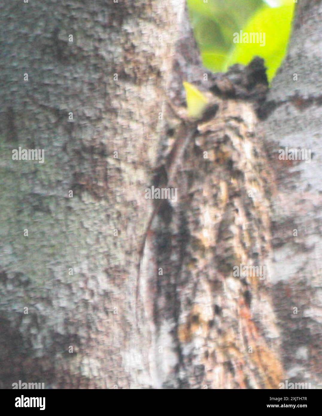 Sumatran Flying Dragon (Draco sumatranus) Reptilia Stock Photo - Alamy
