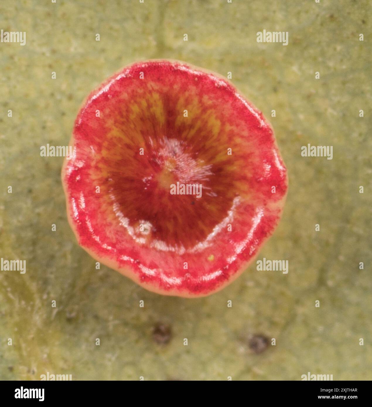 Disc gall wasp hi-res stock photography and images - Alamy