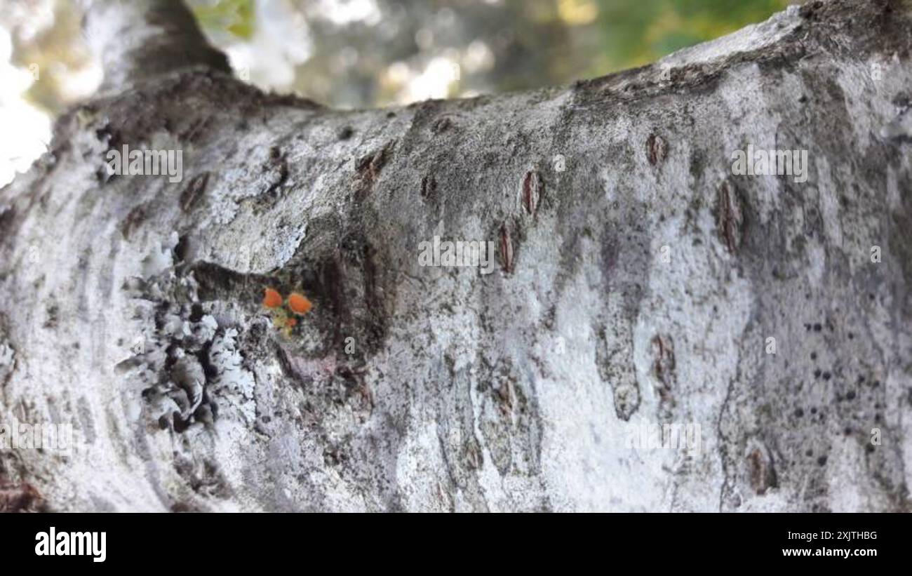 Golden-eye Lichen (Teloschistes chrysophthalmus) Fungi Stock Photo - Alamy
