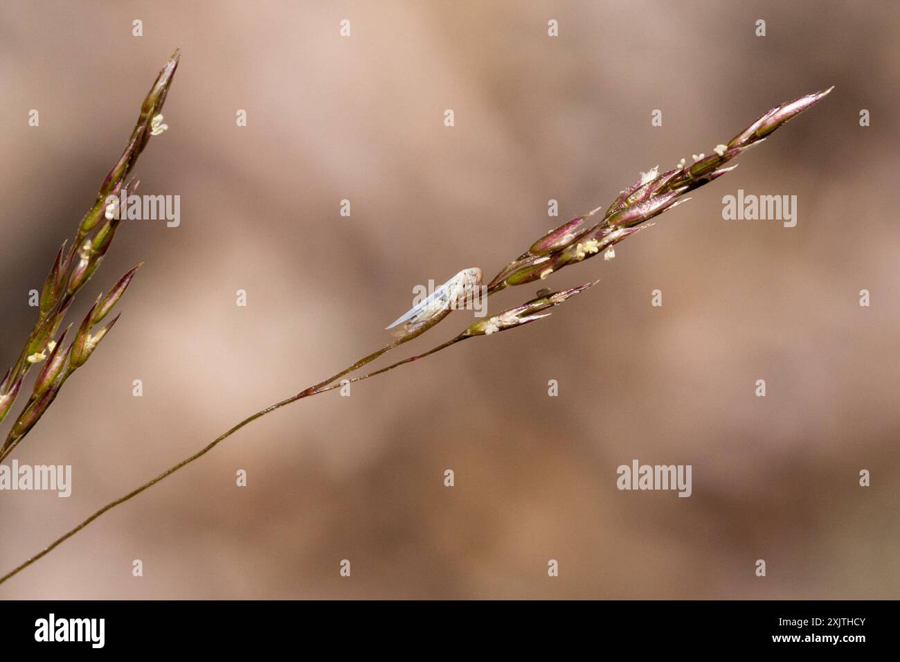 Rough Bentgrass (Agrostis scabra) Plantae Stock Photo - Alamy