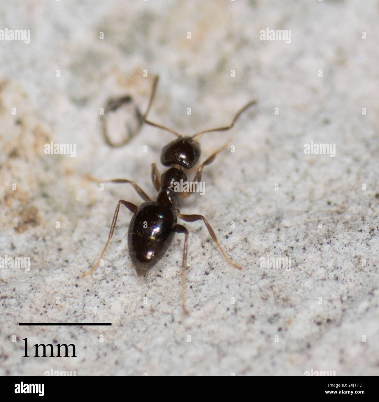 Brachymyrmex patagonicus hi-res stock photography and images - Alamy
