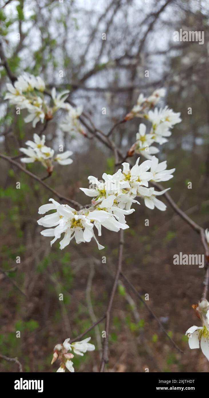 common serviceberry (Amelanchier arborea) Plantae Stock Photo - Alamy