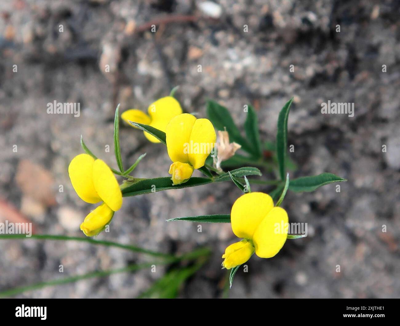 Rarum hi-res stock photography and images - Alamy