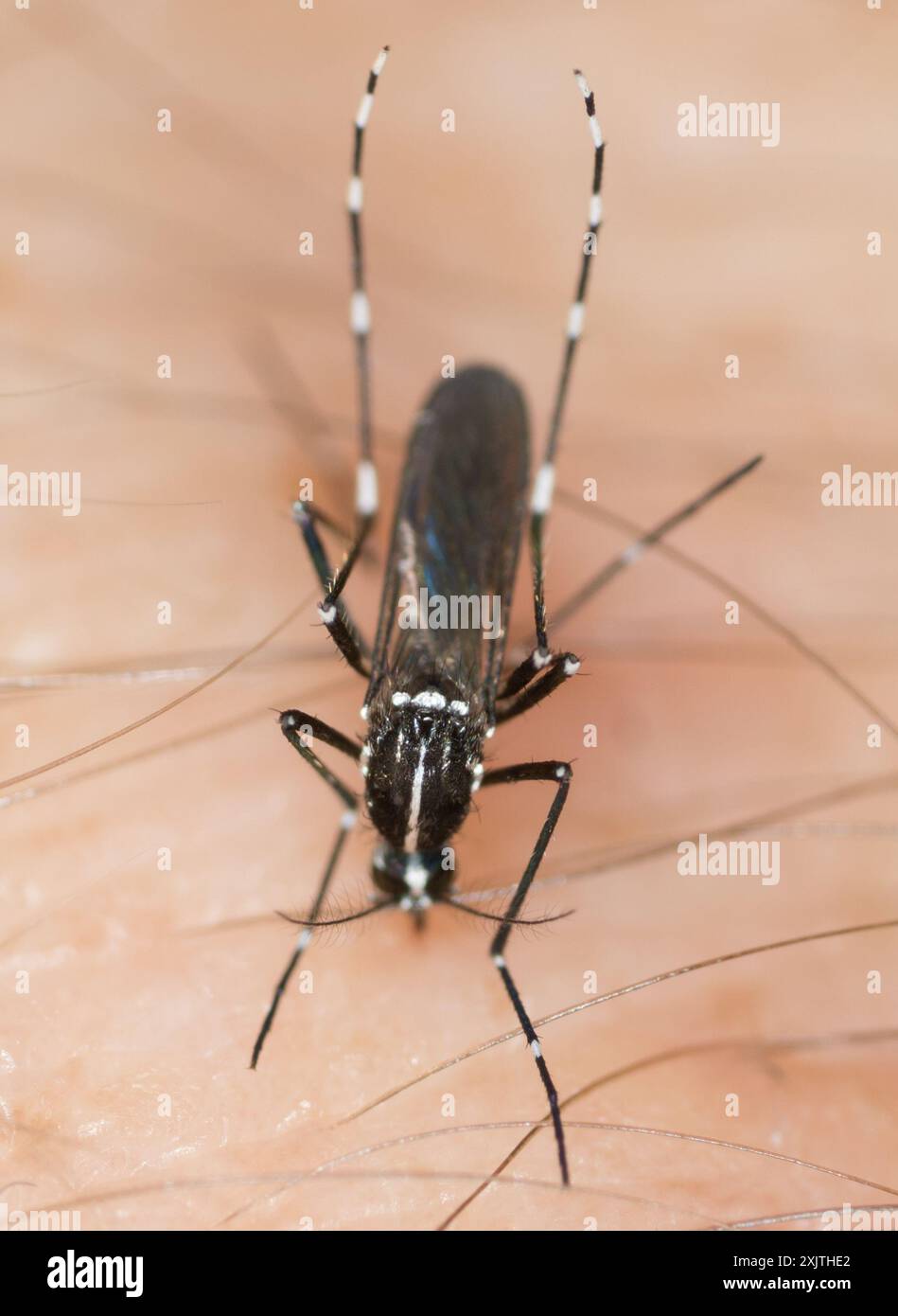 Asian Tiger Mosquito (Aedes albopictus) Insecta Stock Photo - Alamy