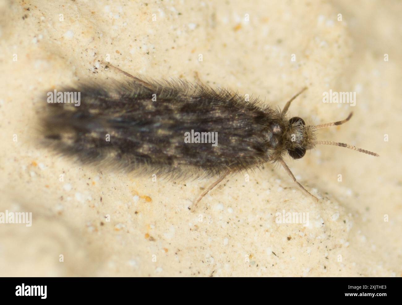 Microcaddisflies (Hydroptilidae) Insecta Stock Photo - Alamy