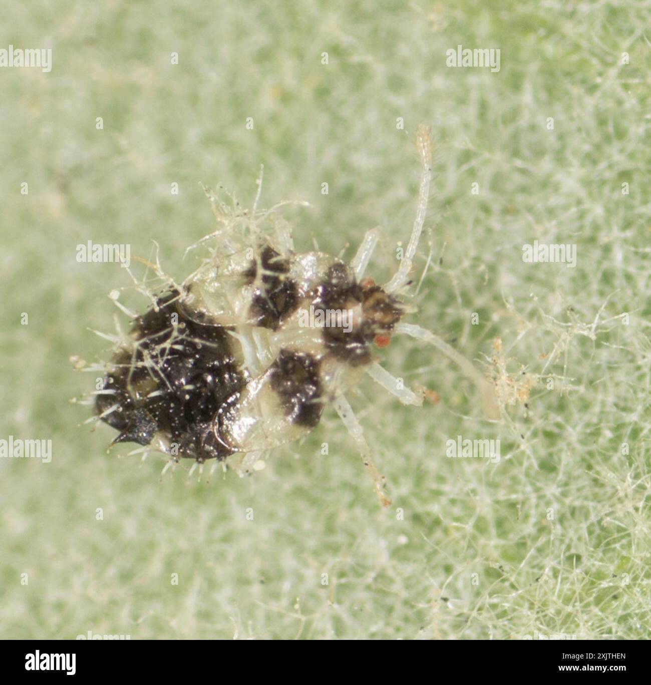 Western Sycamore Lace Bug (Corythucha confraterna) Insecta Stock Photo ...