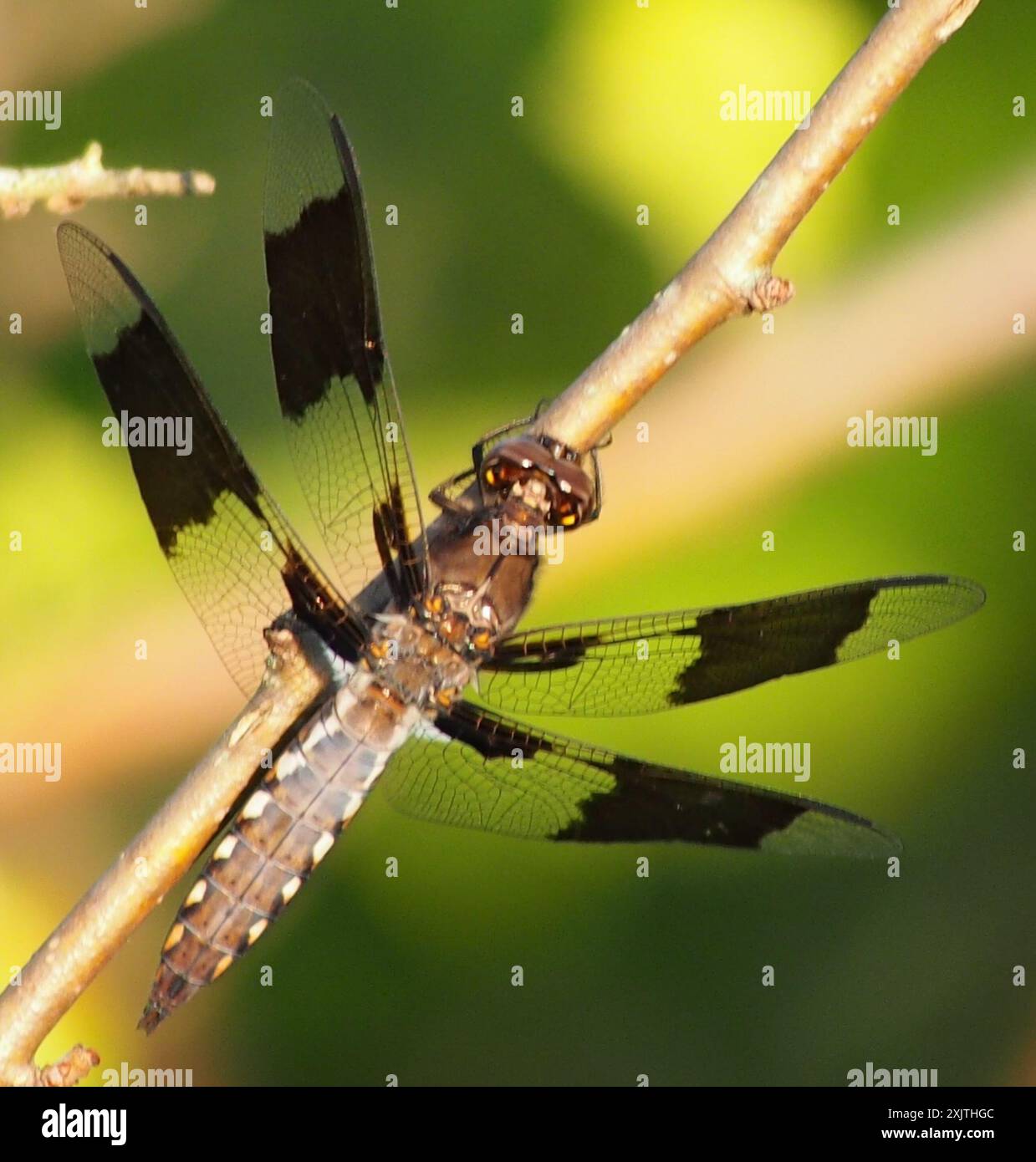 Common Whitetail (Plathemis lydia) Insecta Stock Photo - Alamy