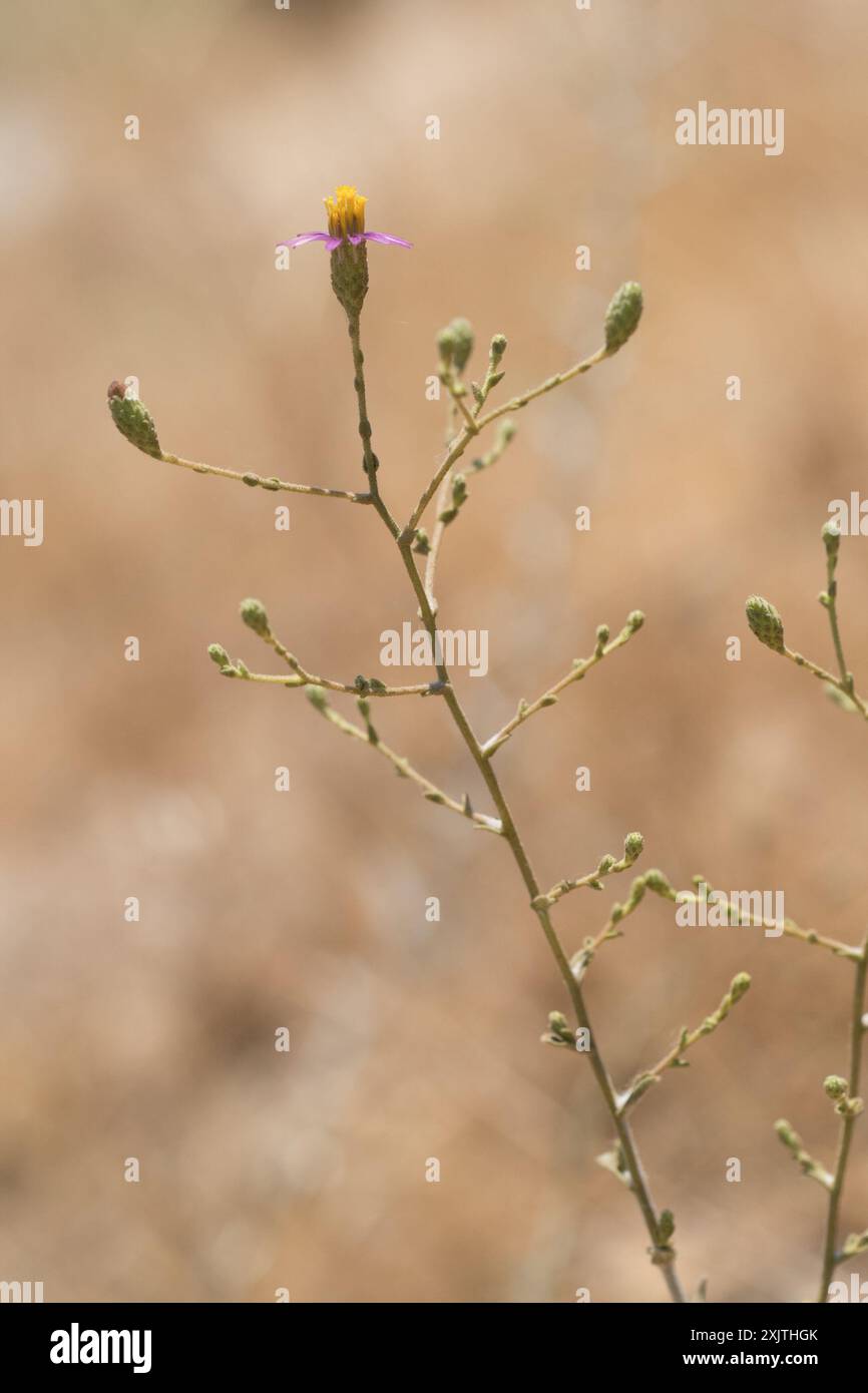 California Aster (Corethrogyne filaginifolia) Plantae Stock Photo - Alamy