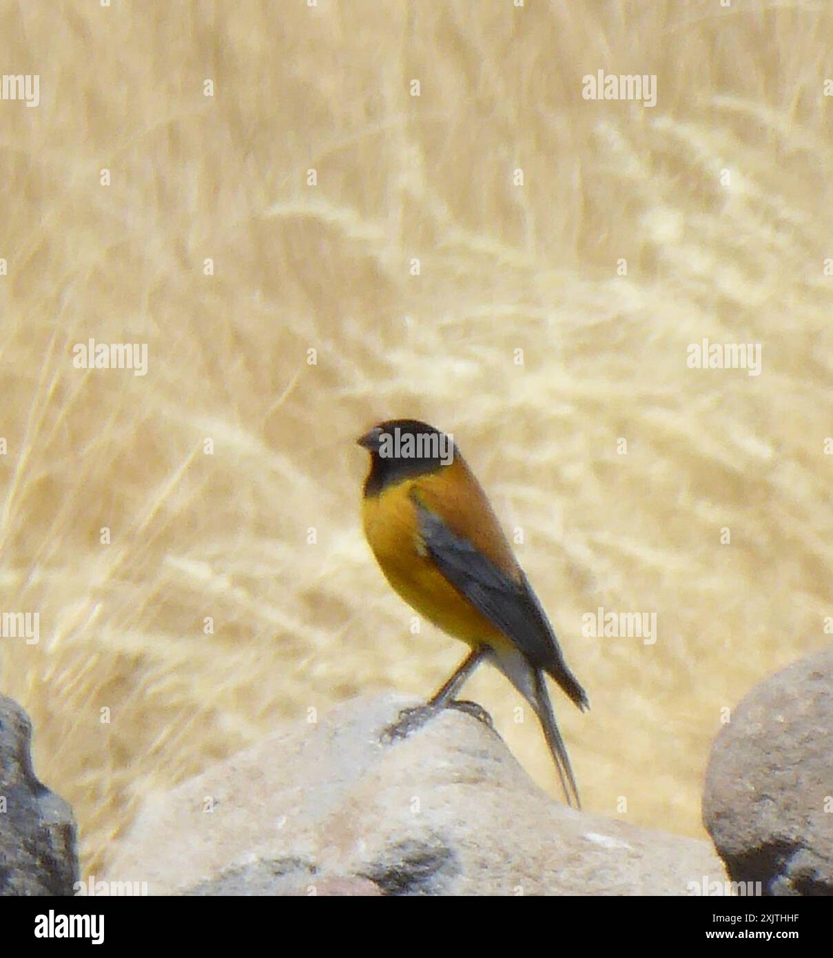 Black hooded sierra finch phrygilus atriceps hi-res stock photography ...