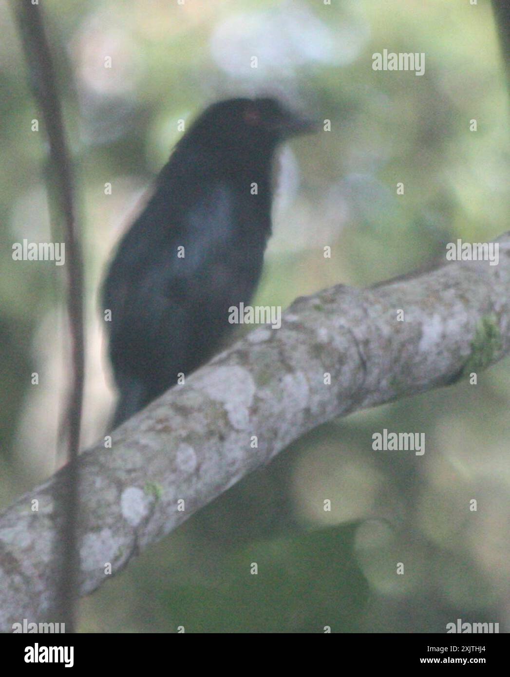 Greater Racket-tailed Drongo (Dicrurus paradiseus) Aves Stock Photo - Alamy