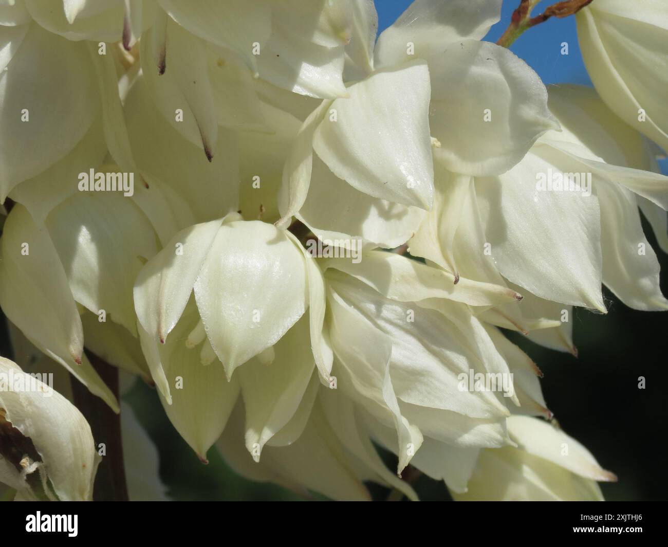 Weak-leaf Yucca (Yucca flaccida) Plantae Stock Photo - Alamy