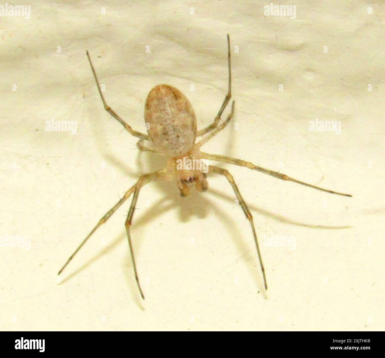 Nephilingis cruentata hi-res stock photography and images - Alamy
