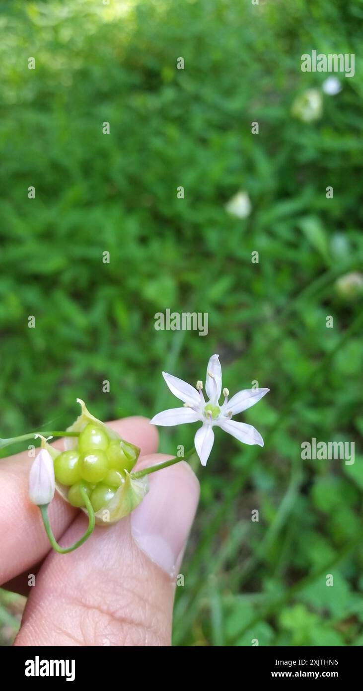 common Canadian meadow garlic (Allium canadense canadense) Plantae ...
