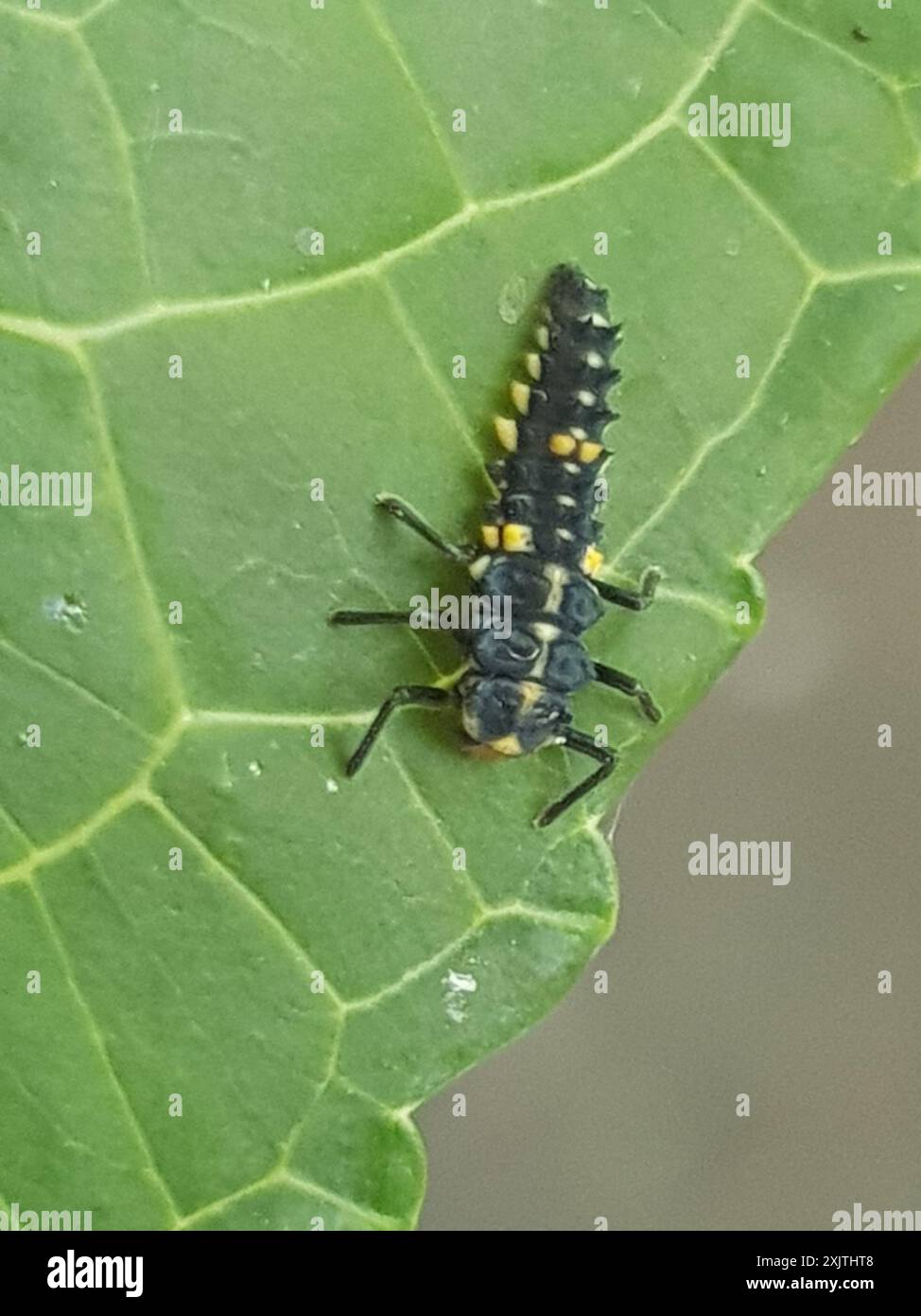Tasmanian Ladybird (Cleobora mellyi) Insecta Stock Photo - Alamy